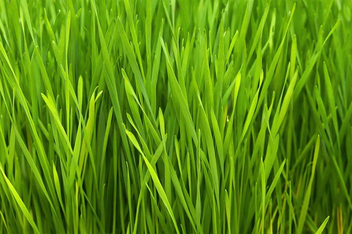 Wheatgrass health benefits, uses and side effects - Erbology